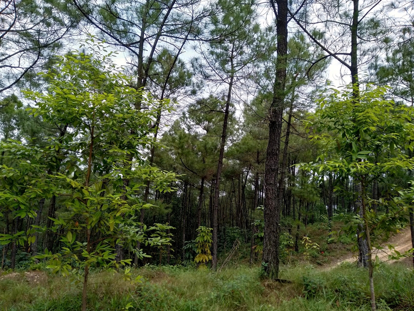 A tropical rainforest in the heart of the city